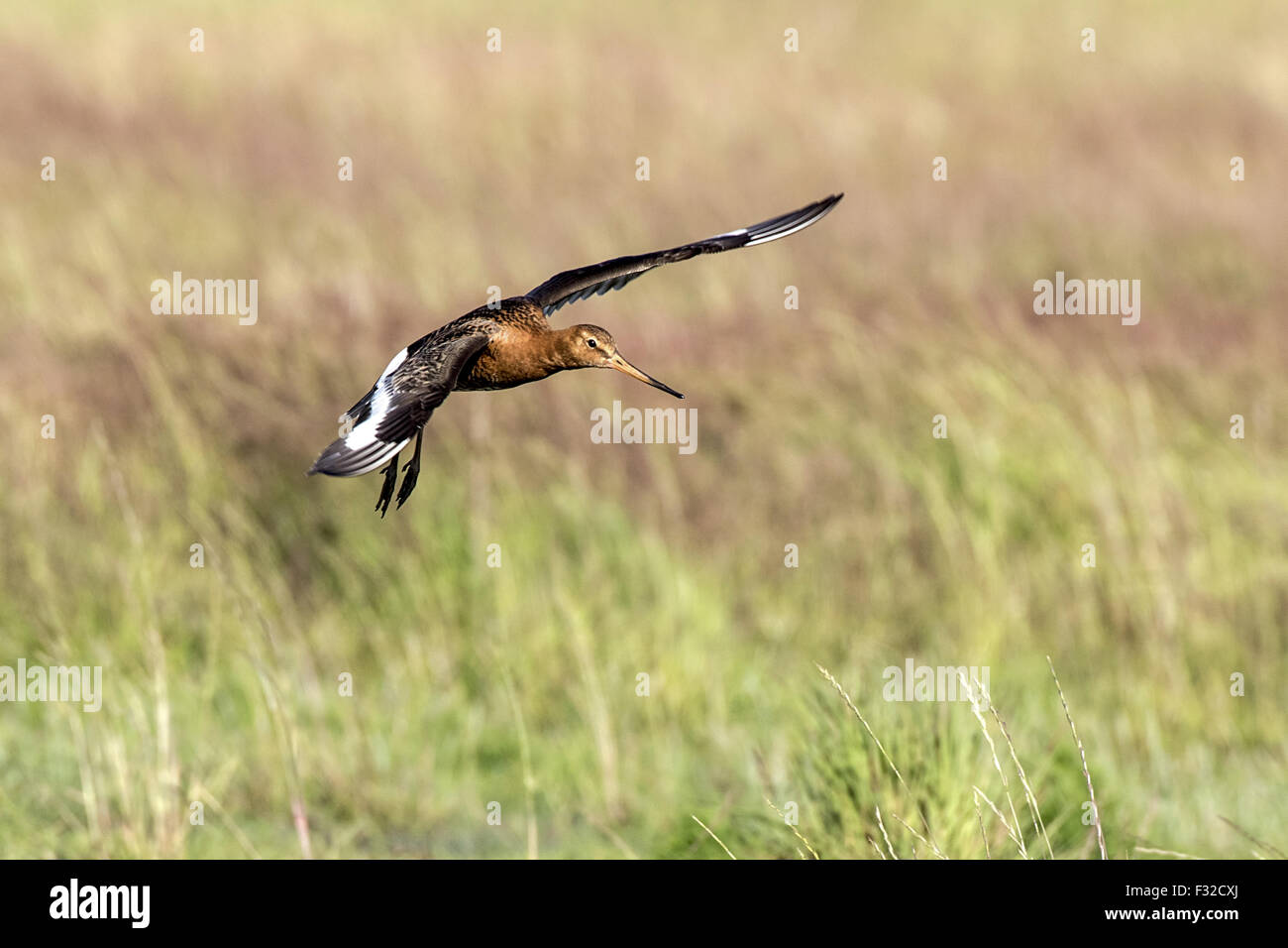 Flying Black tailed Godwit in summer plumage, Icelandic race, Deepdale ...