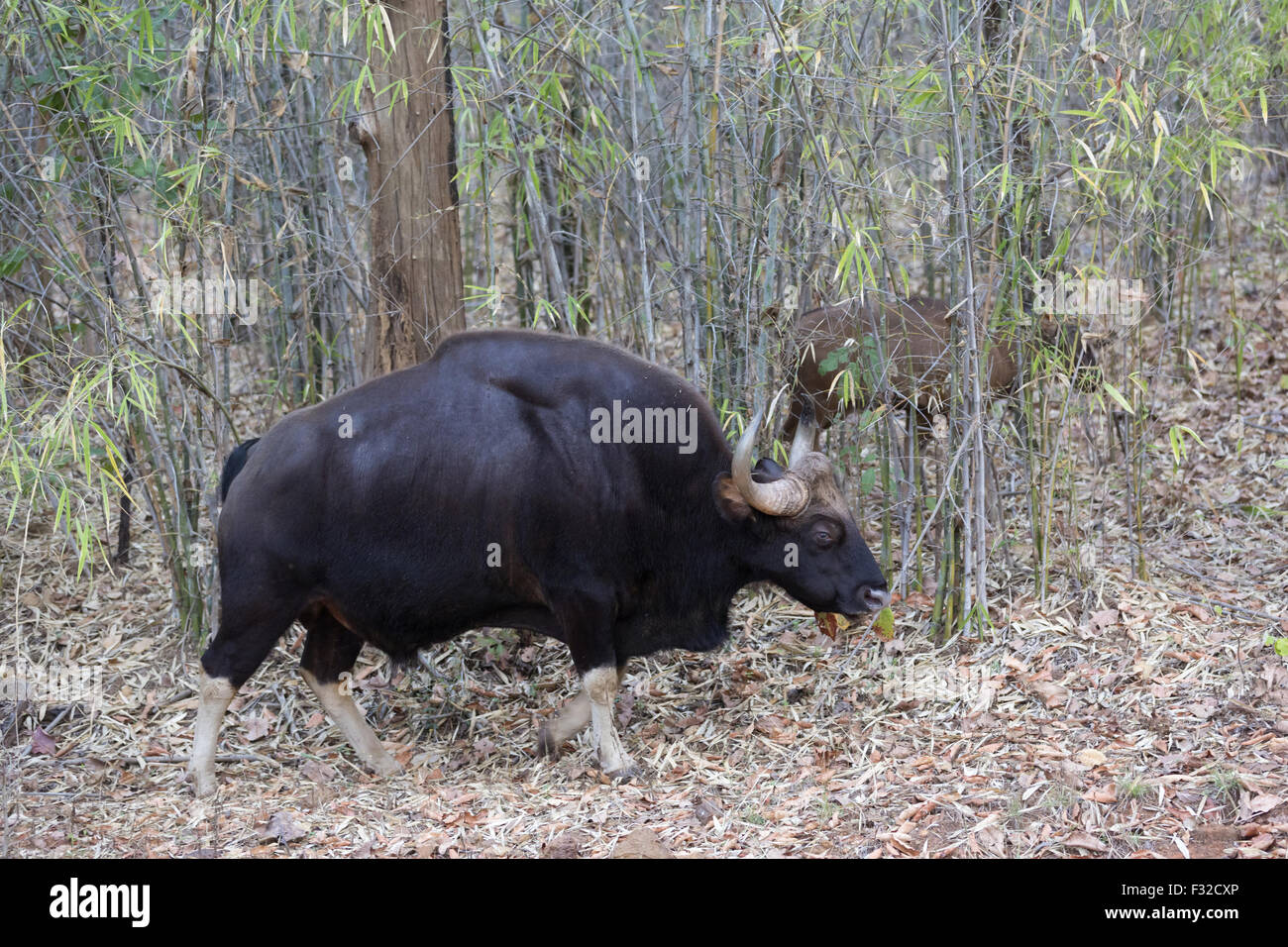 Gaur (Bos gaurus) adult male, walking in bamboo forest, Tadoba N.P ...