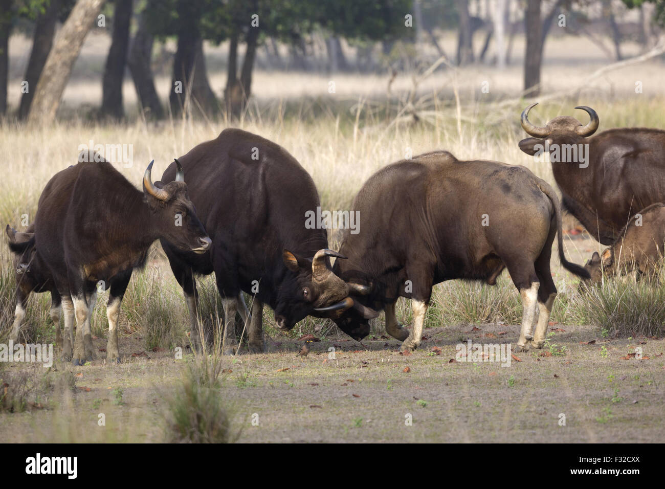 Gaur bulls hi-res stock photography and images - Alamy