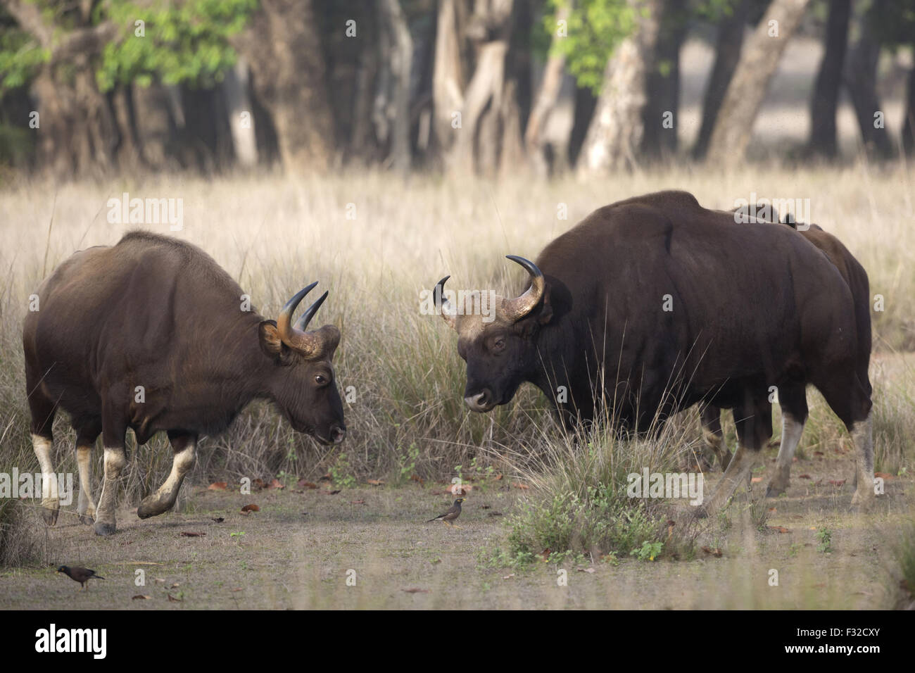 South indian bull fight hi-res stock photography and images - Alamy