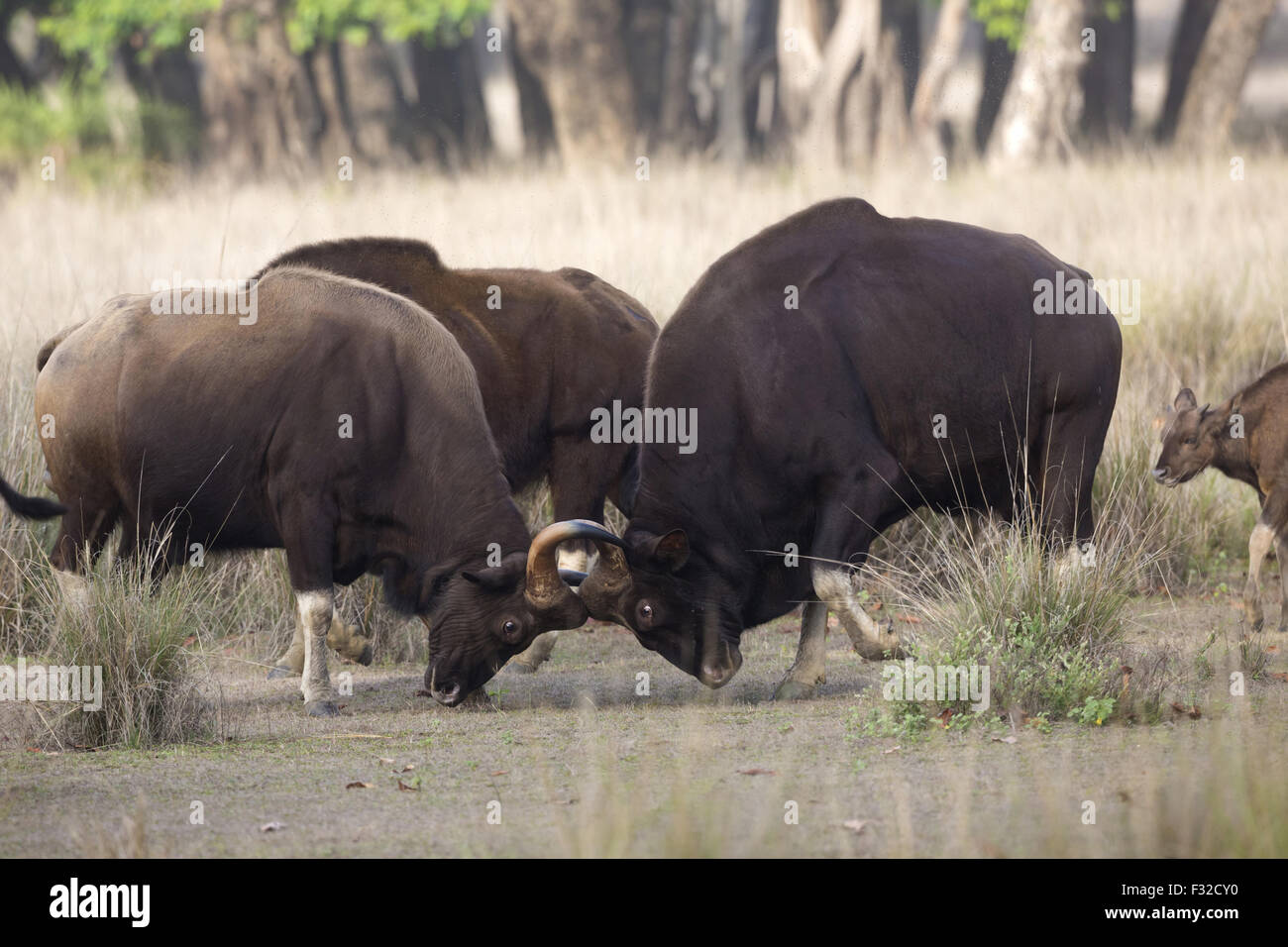Gaur (Bos gaurus) two adult males, fighting in forest clearing, Kanha N ...