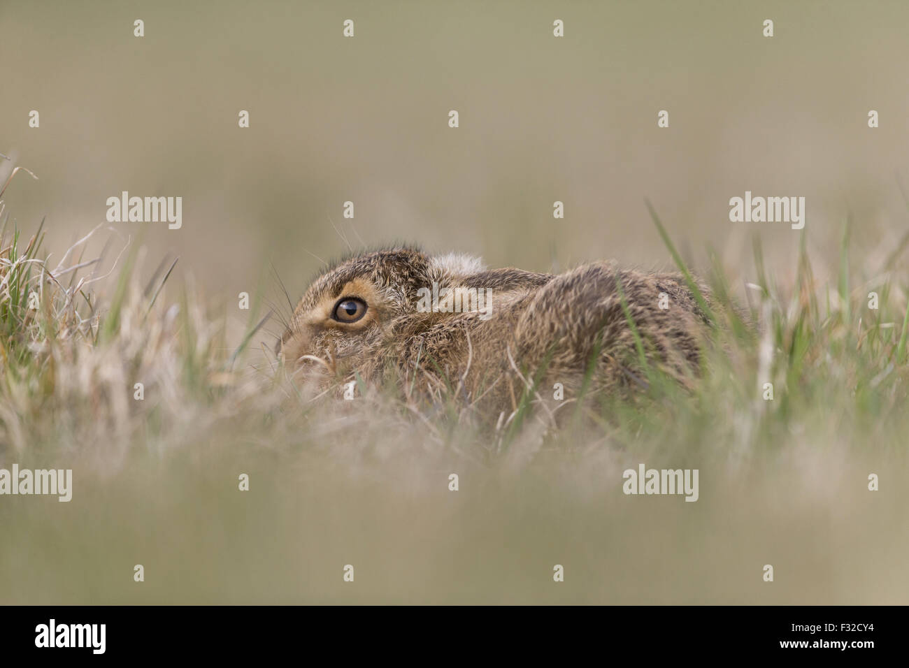 European Hare (Lepus europaeus) leveret, sitting in grass field ...