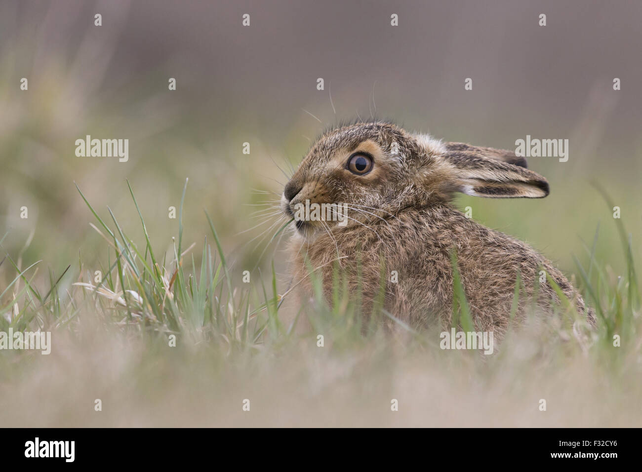 Hares eating grass hi-res stock photography and images - Alamy