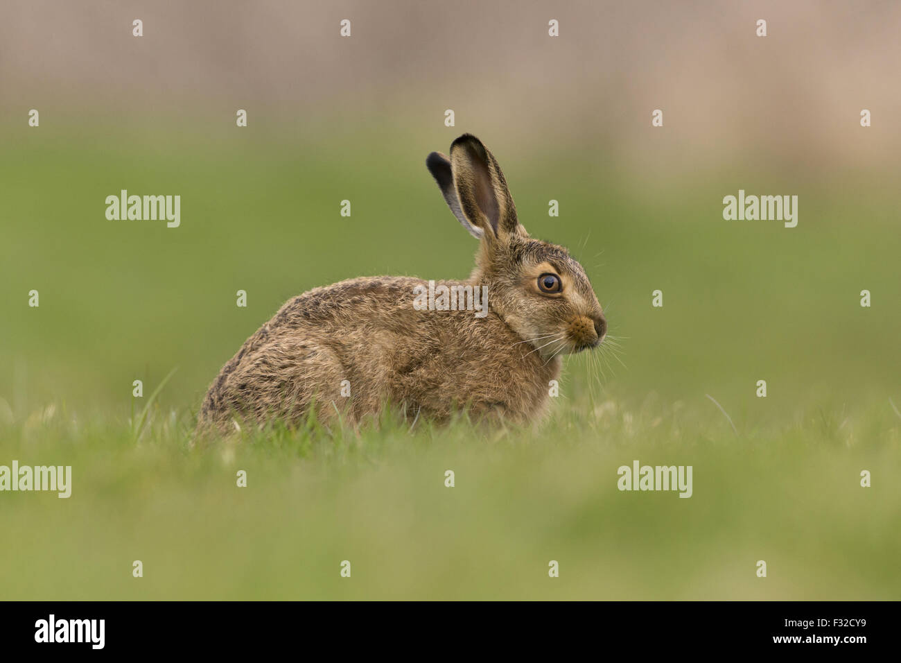 Baby brown hares lepus europaeus hi-res stock photography and images ...