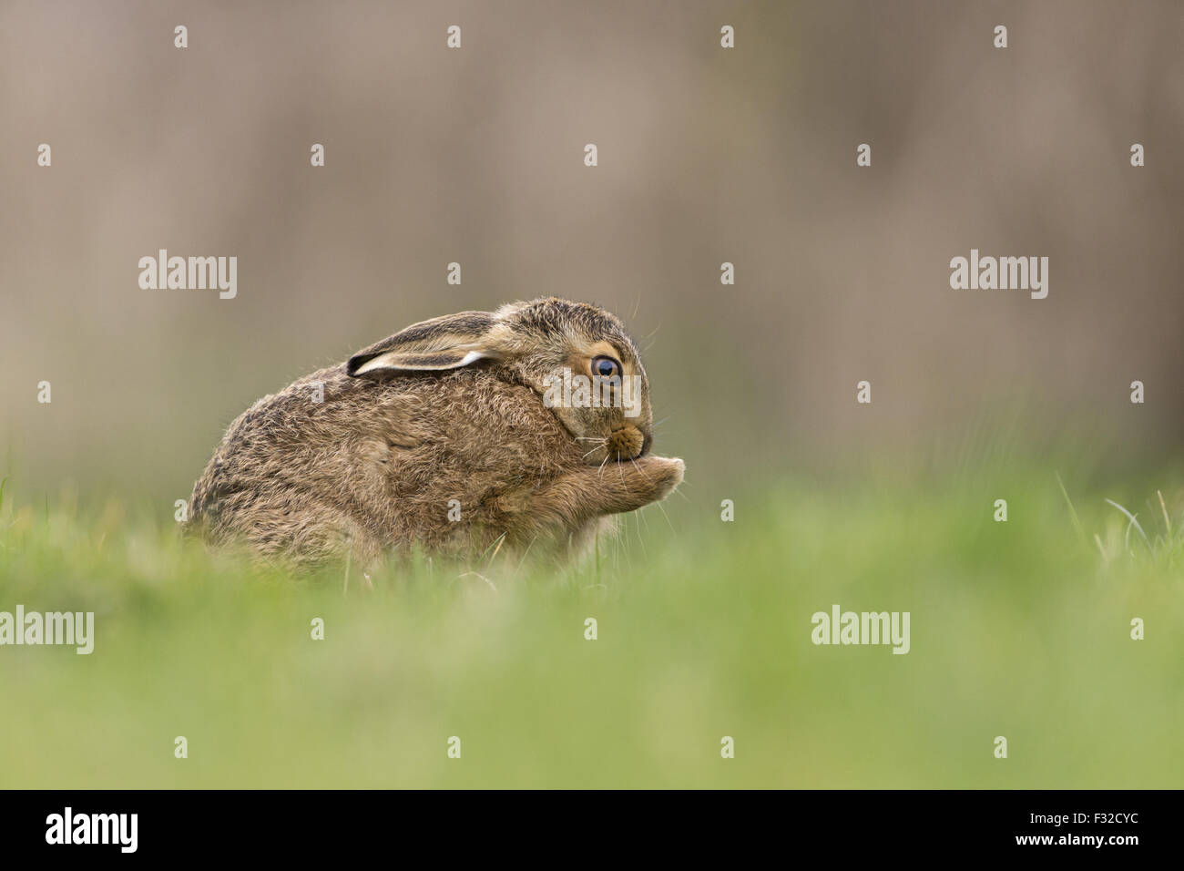 European Hare (Lepus europaeus) leveret, grooming, sitting in grass ...