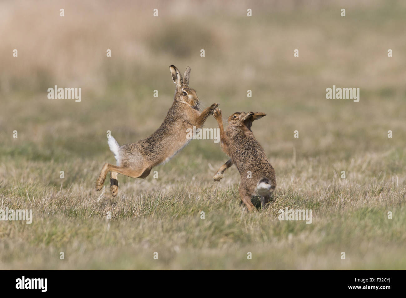 European Hare (Lepus europaeus) adult pair, 'boxing', female fighting ...