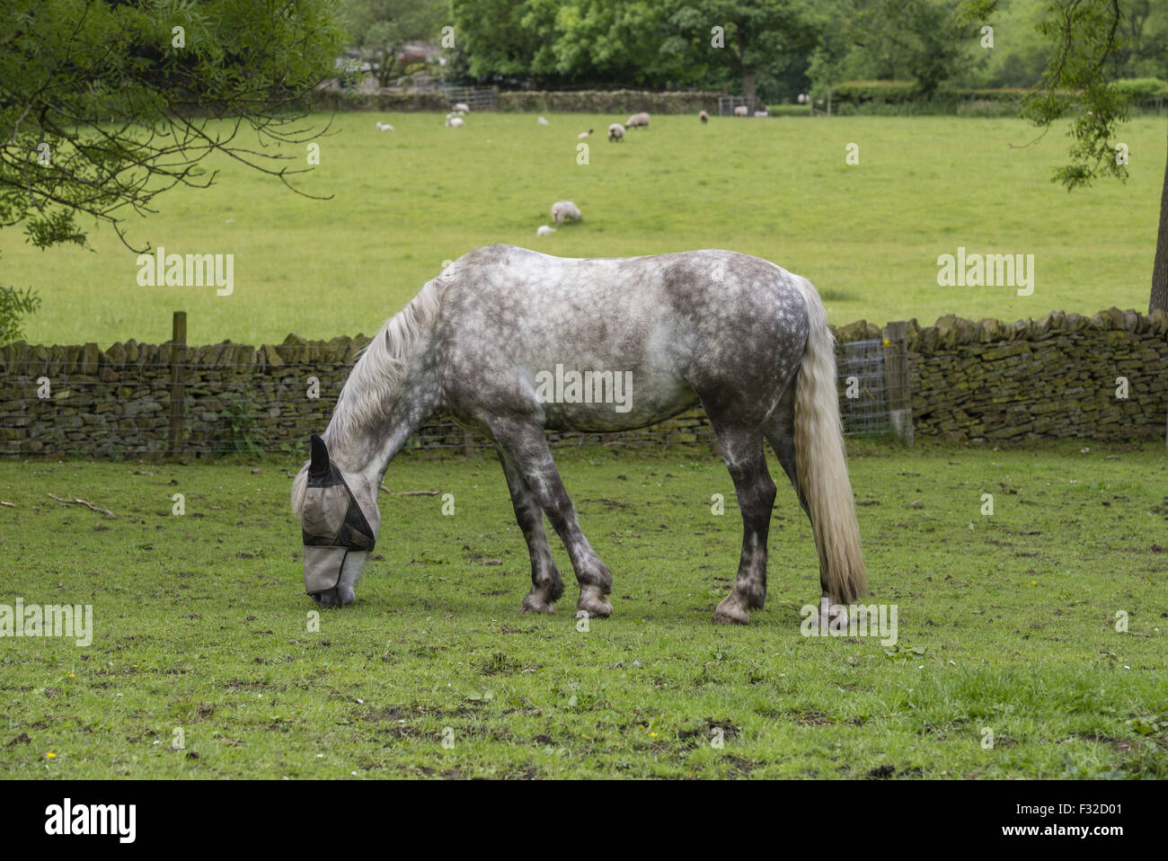 Horse, Connemara Pony, adult, wearing mesh hood for fly protection ...