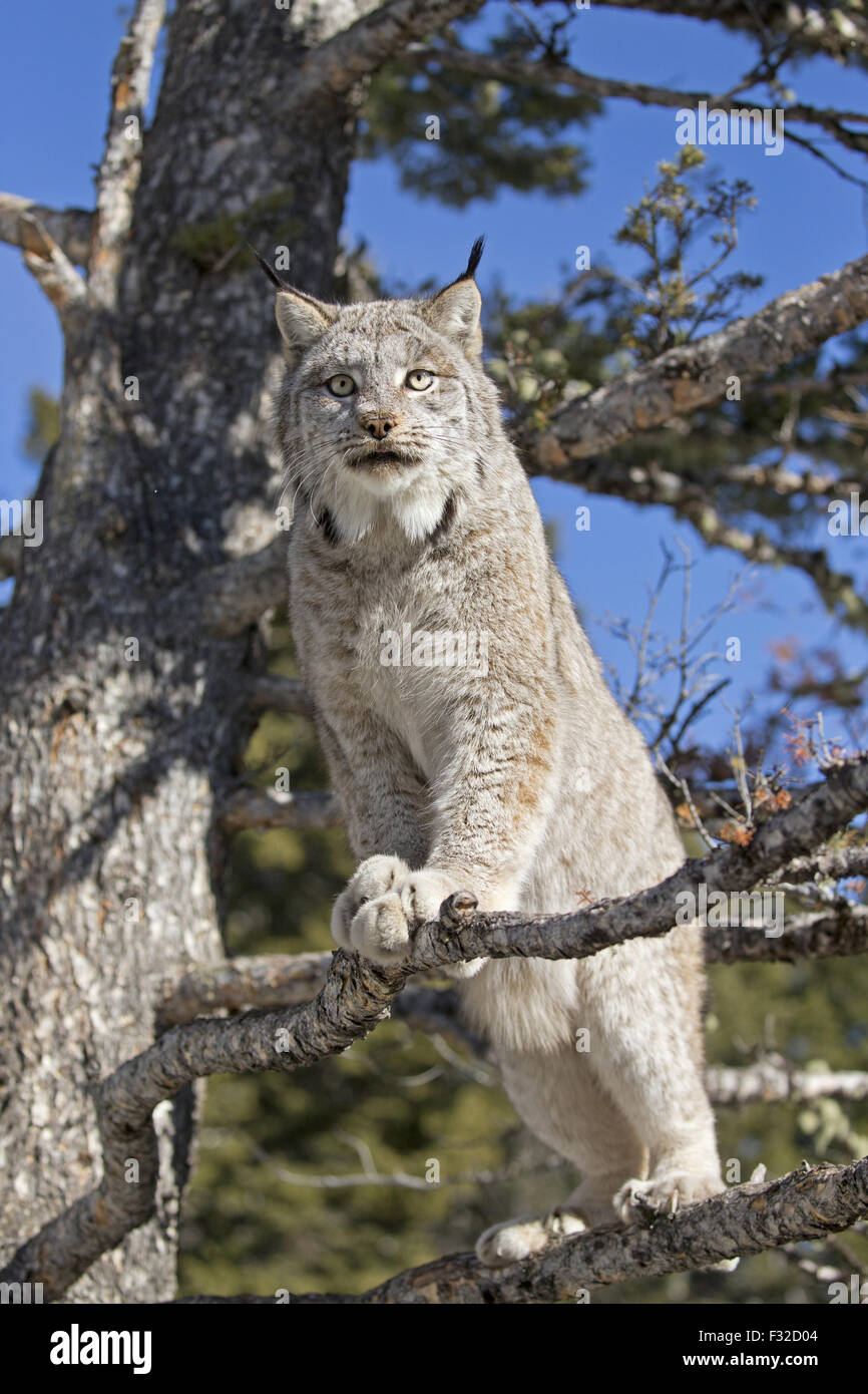 Canadian Lynx (Lynx canadensis) adult, standing on tree branches ...