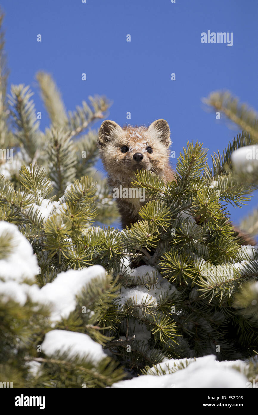 American Marten (Martes americana) adult, amongst snow covered conifer ...