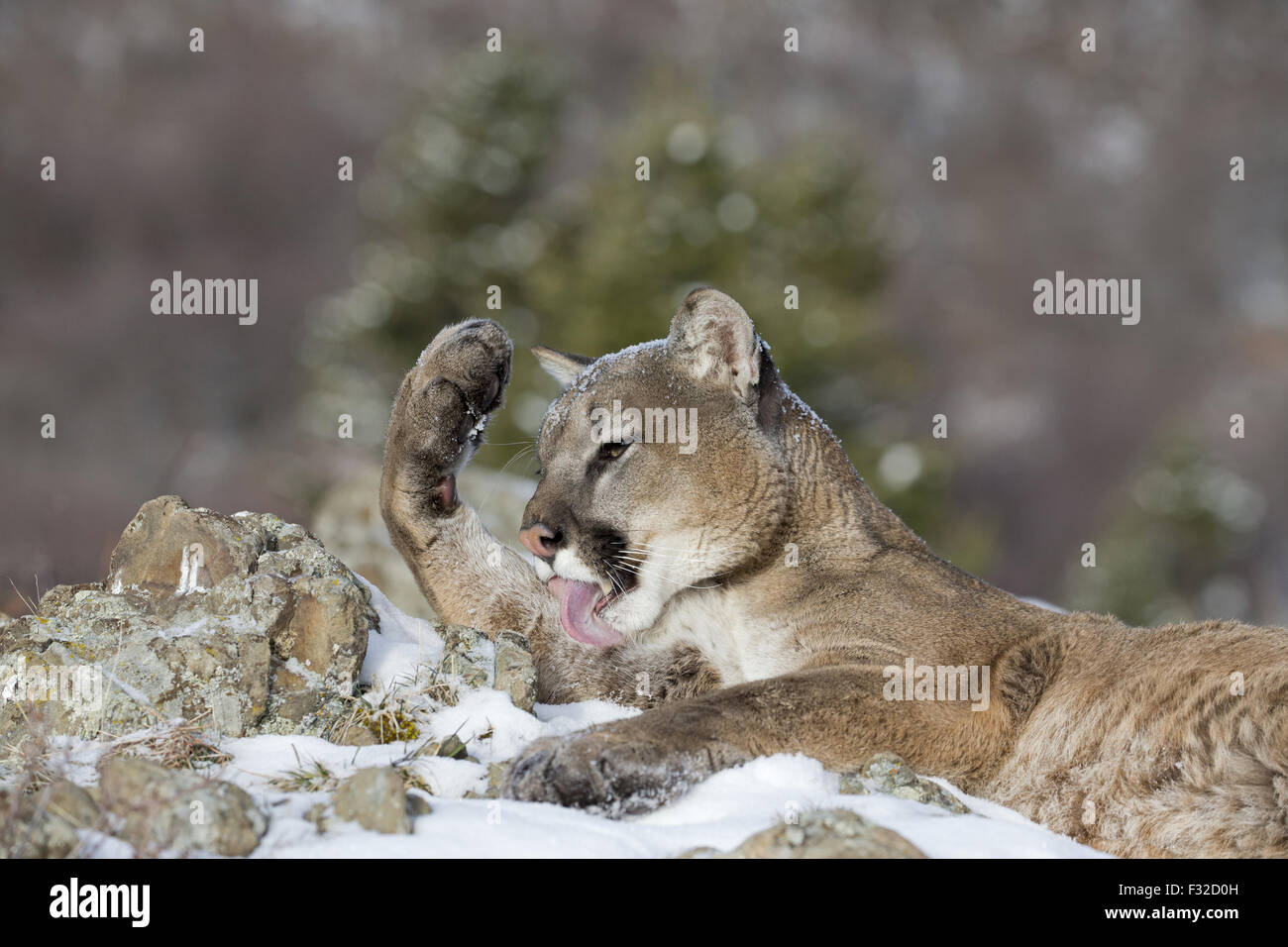 Puma (Puma concolor) adult, licking front leg, resting on snow covered ...