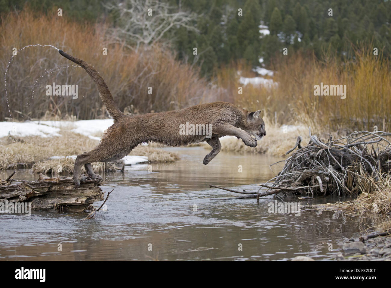 Puma (Puma concolor) adult, jumping across stream from log, Montana, U ...
