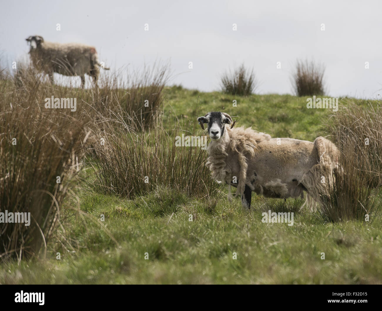 Domestic Sheep, Swaledale ewe, shedding wool, standing amongst rushes ...