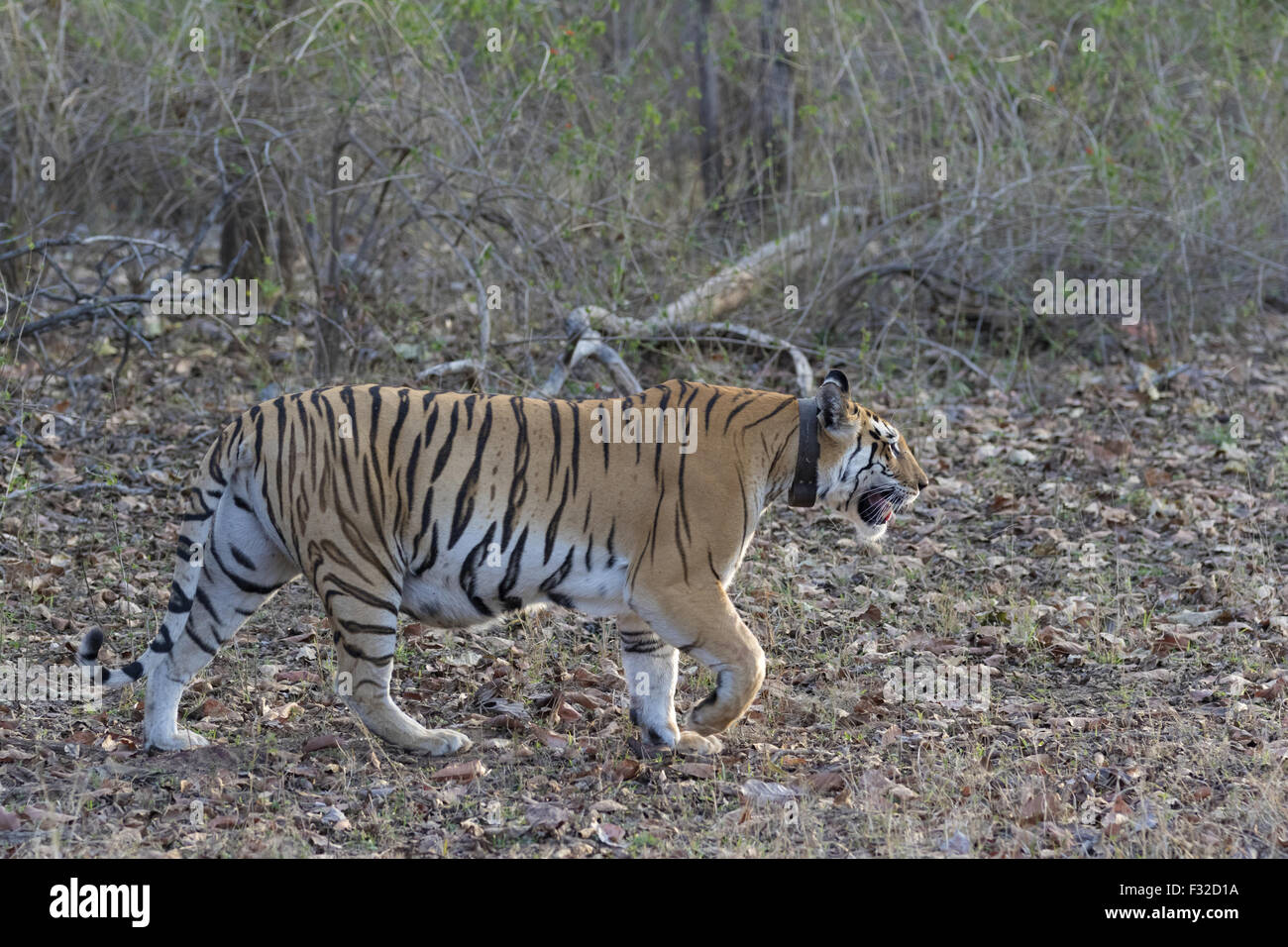 Indian Tiger (Panthera tigris tigris) adult, with radio collar, walking ...