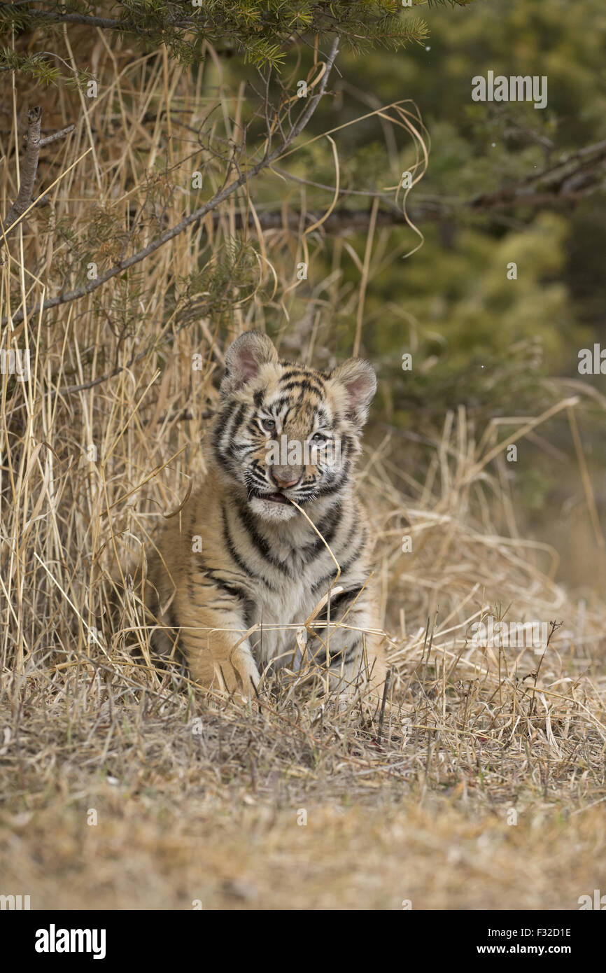 Siberian Tiger (Panthera tigris altaica) cub, chewing stem, sitting ...