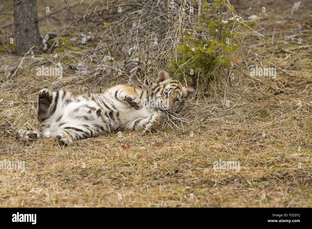Siberian Tiger (Panthera tigris altaica) cub, chewing twigs, rolling on ...