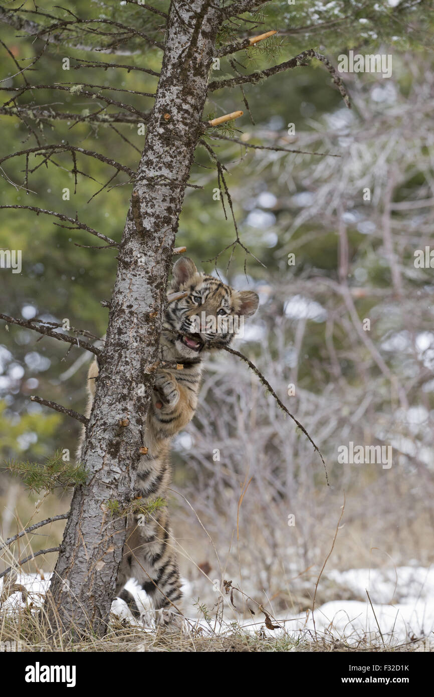 Siberian Tiger (Panthera tigris altaica) cub, chewing twig, standing on ...