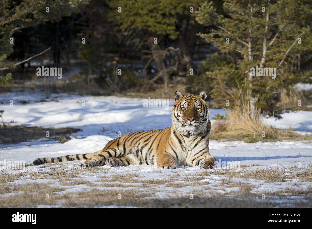 Siberian Tiger (Panthera tigris altaica) adult, resting on woodland edge in snow (captive Stock ...