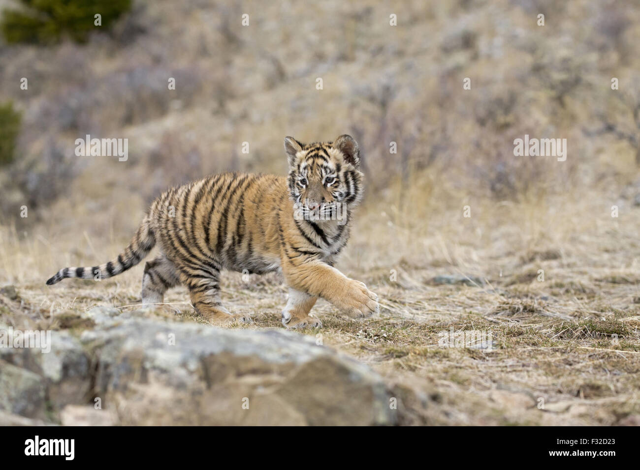 Tiger babies cute hi-res stock photography and images - Alamy