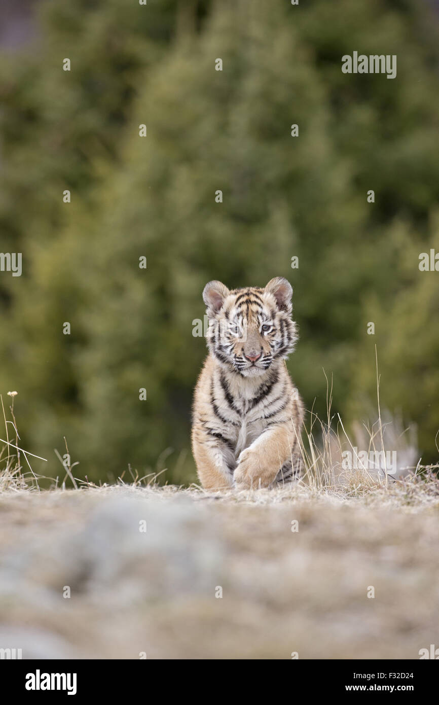 Siberian ridges hi-res stock photography and images - Alamy
