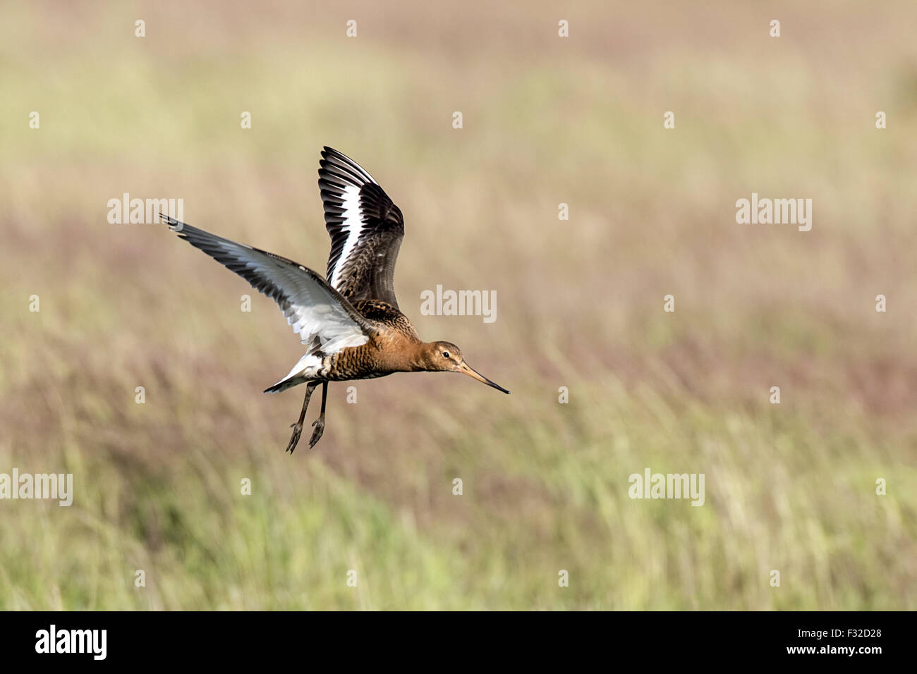 Flying Black tailed Godwit in summer plumage, Icelandic race, Deepdale ...