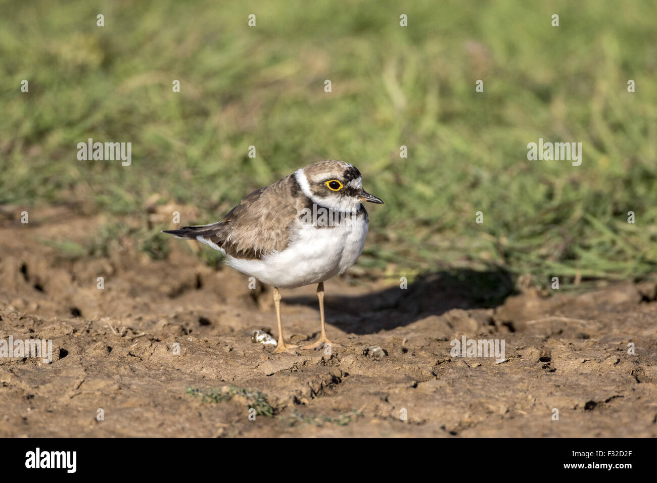 Little ringed plove hi-res stock photography and images - Alamy