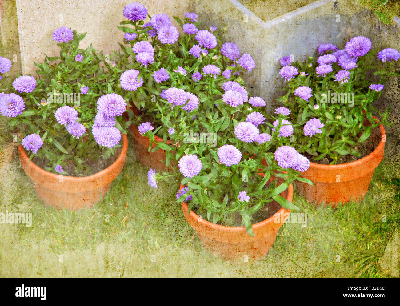 Asters in pots hi-res stock photography and images - Alamy