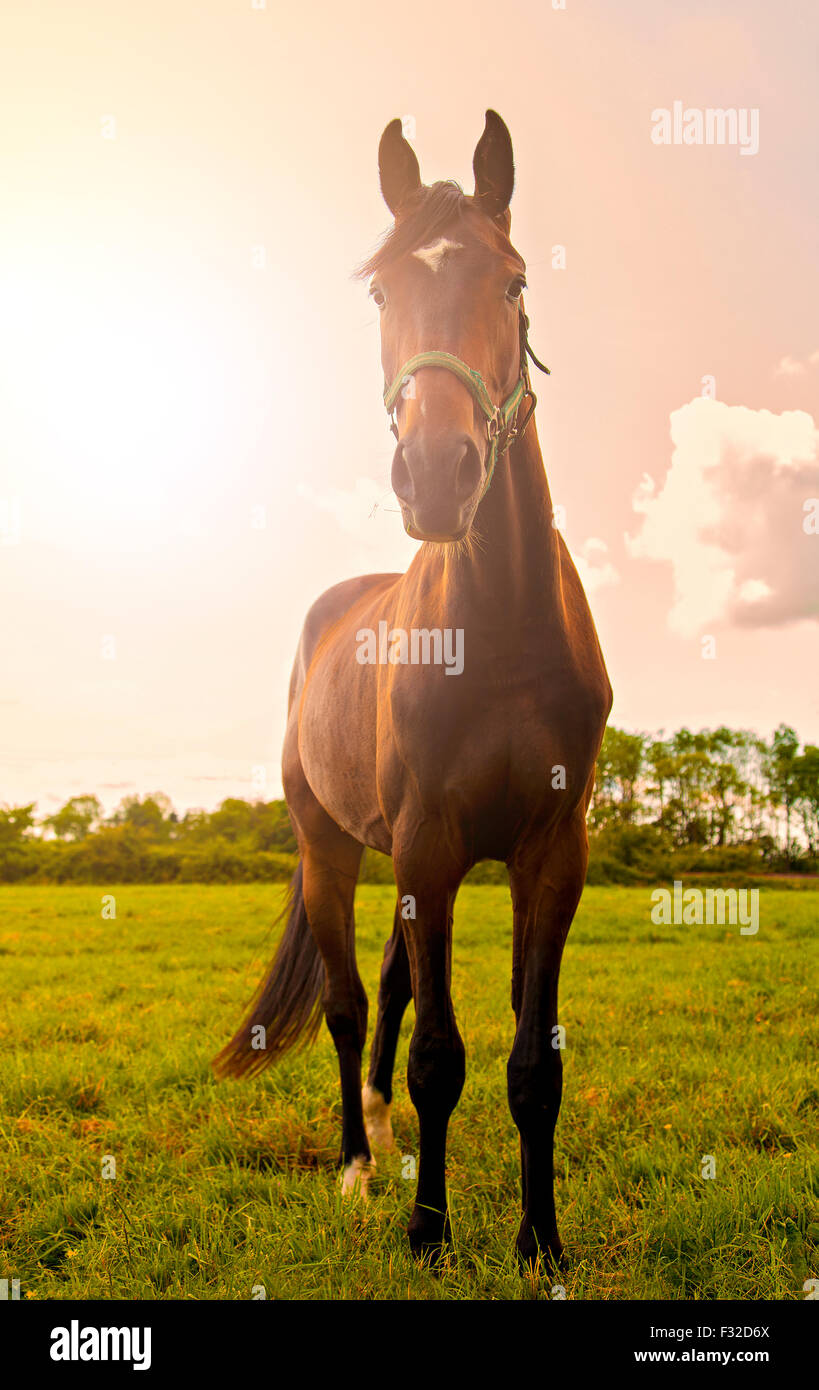 Image of a young stallion posing in a field Stock Photo - Alamy