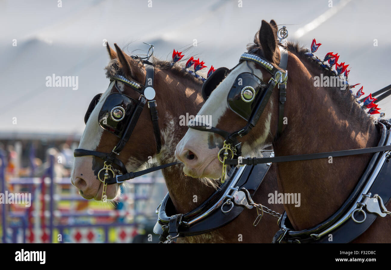 Clydesdale horse and wagon hi-res stock photography and images - Alamy