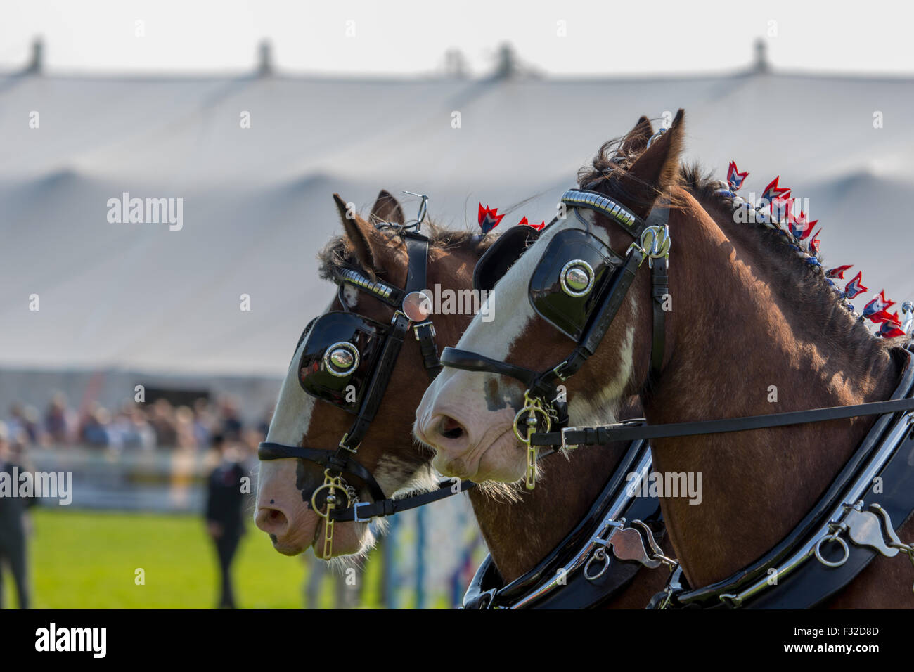 Two Clydesdale Horses pulling a wagon at the 2015 Westmorland County ...