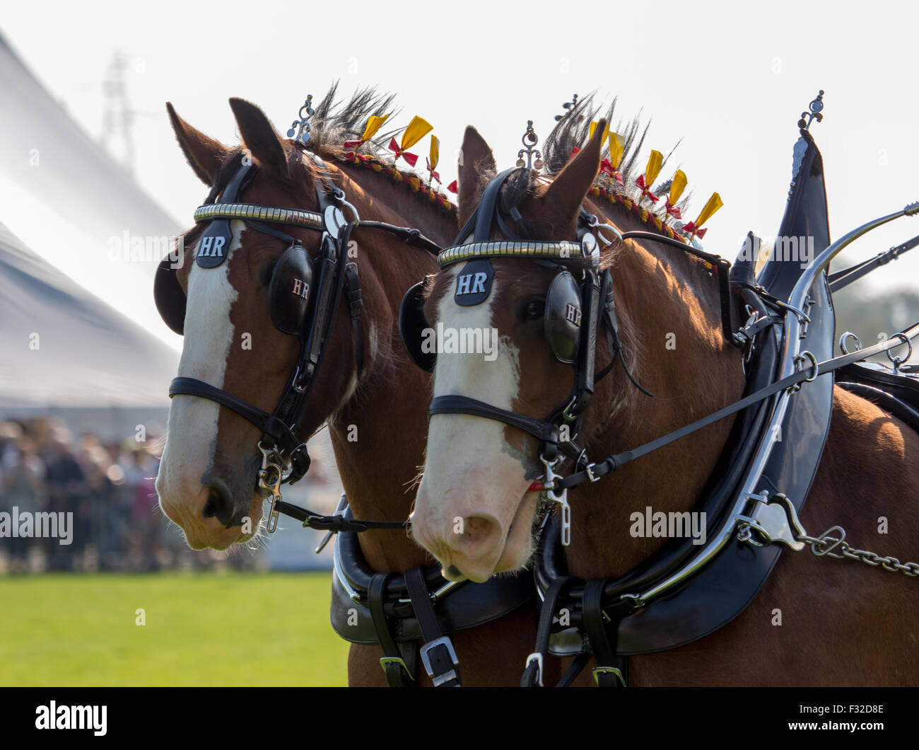 Clydesdale horse and wagon hi-res stock photography and images - Alamy