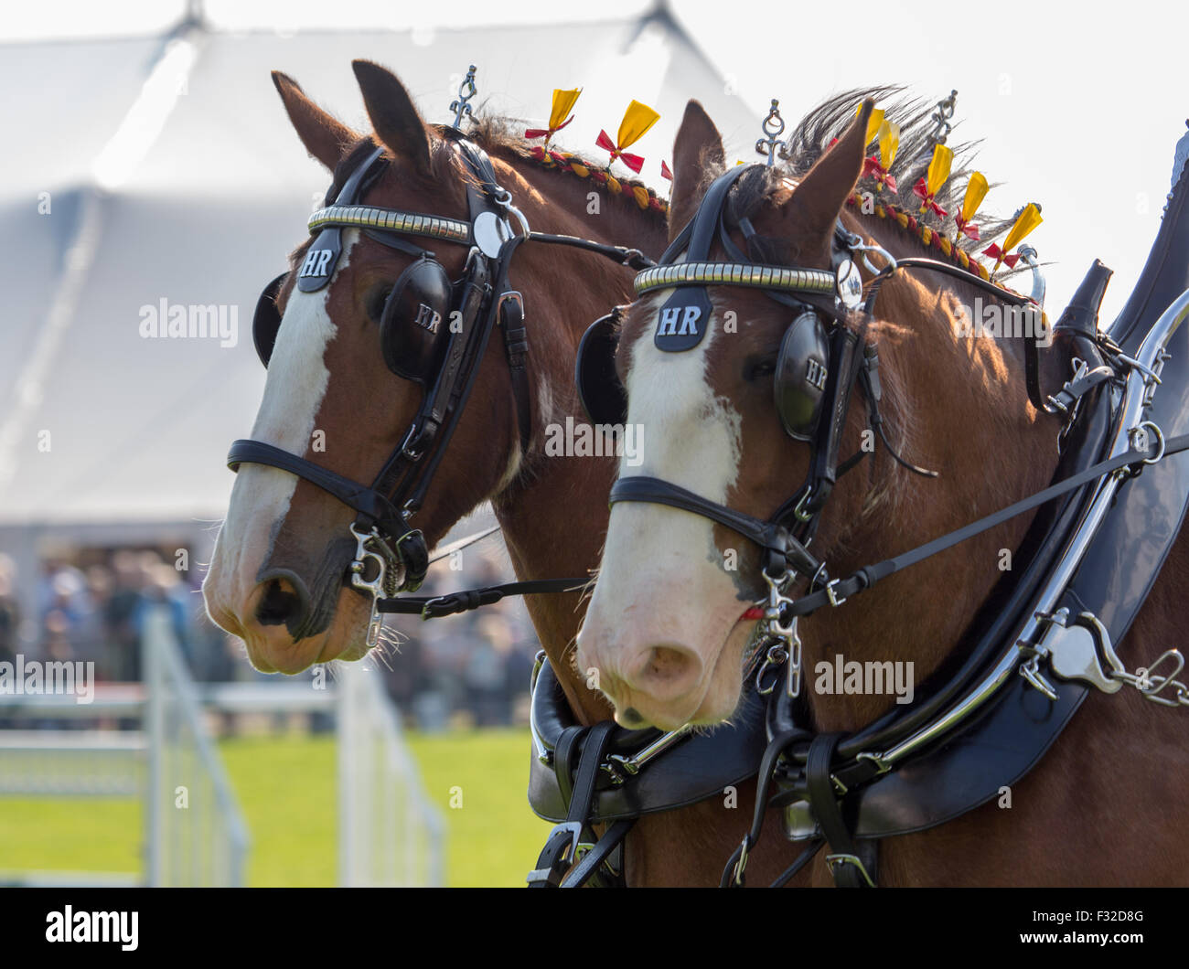 Clydesdale Horse And Wagon Stock Photos & Clydesdale Horse And Wagon ...
