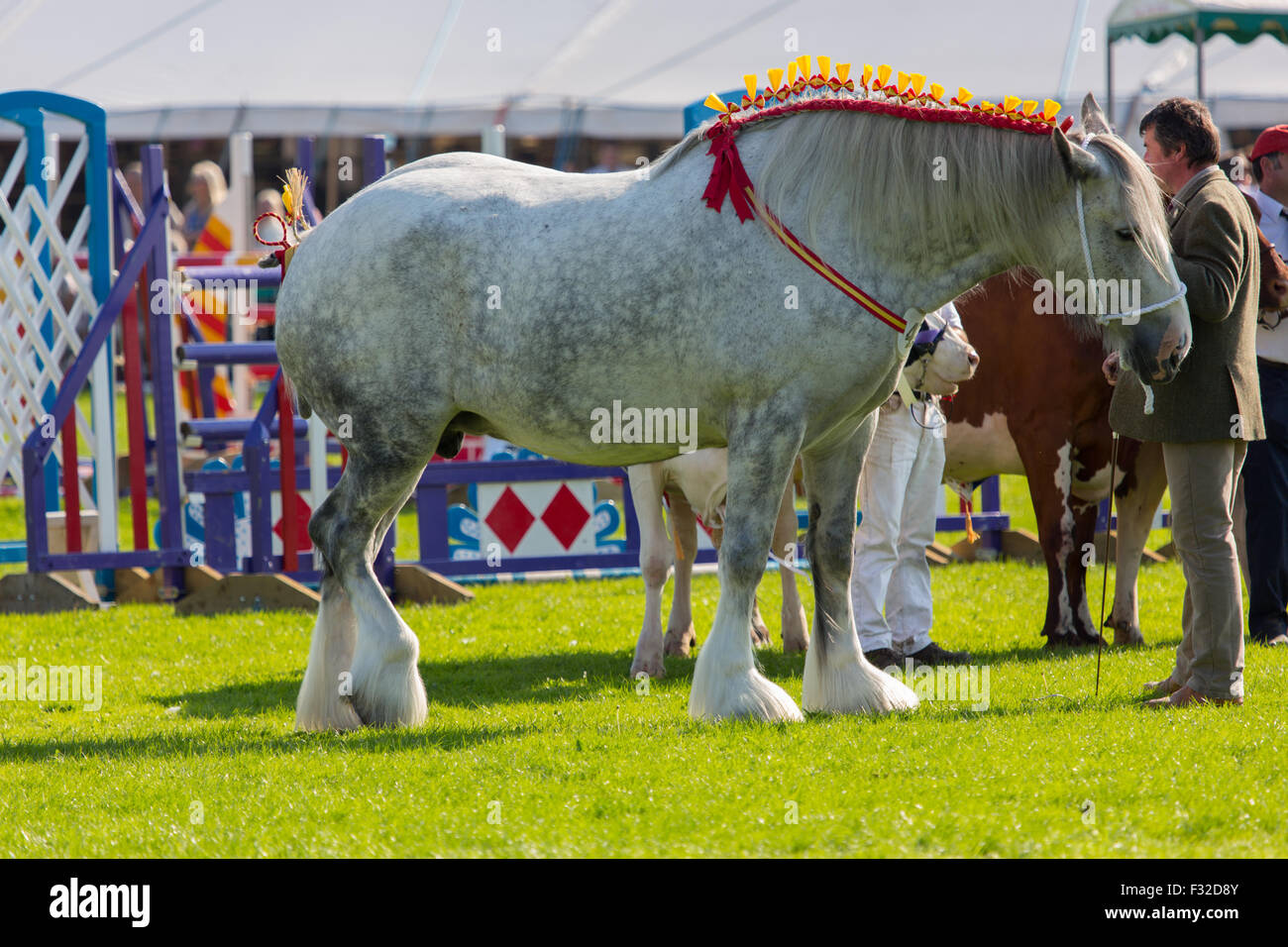 A Shire horse in competition at the Westmorland Show Stock Photo - Alamy