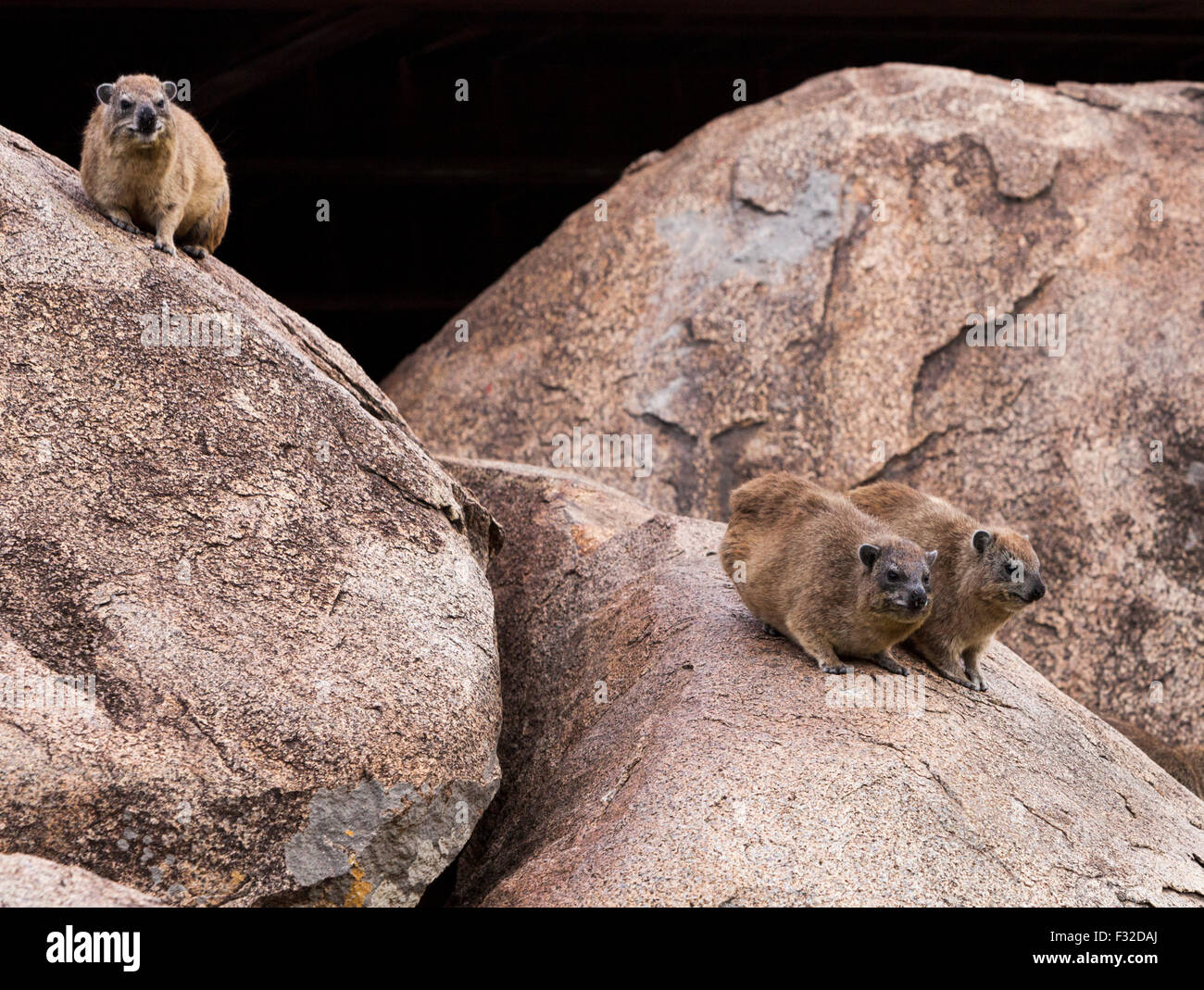 Wildlife lodge hi-res stock photography and images - Alamy