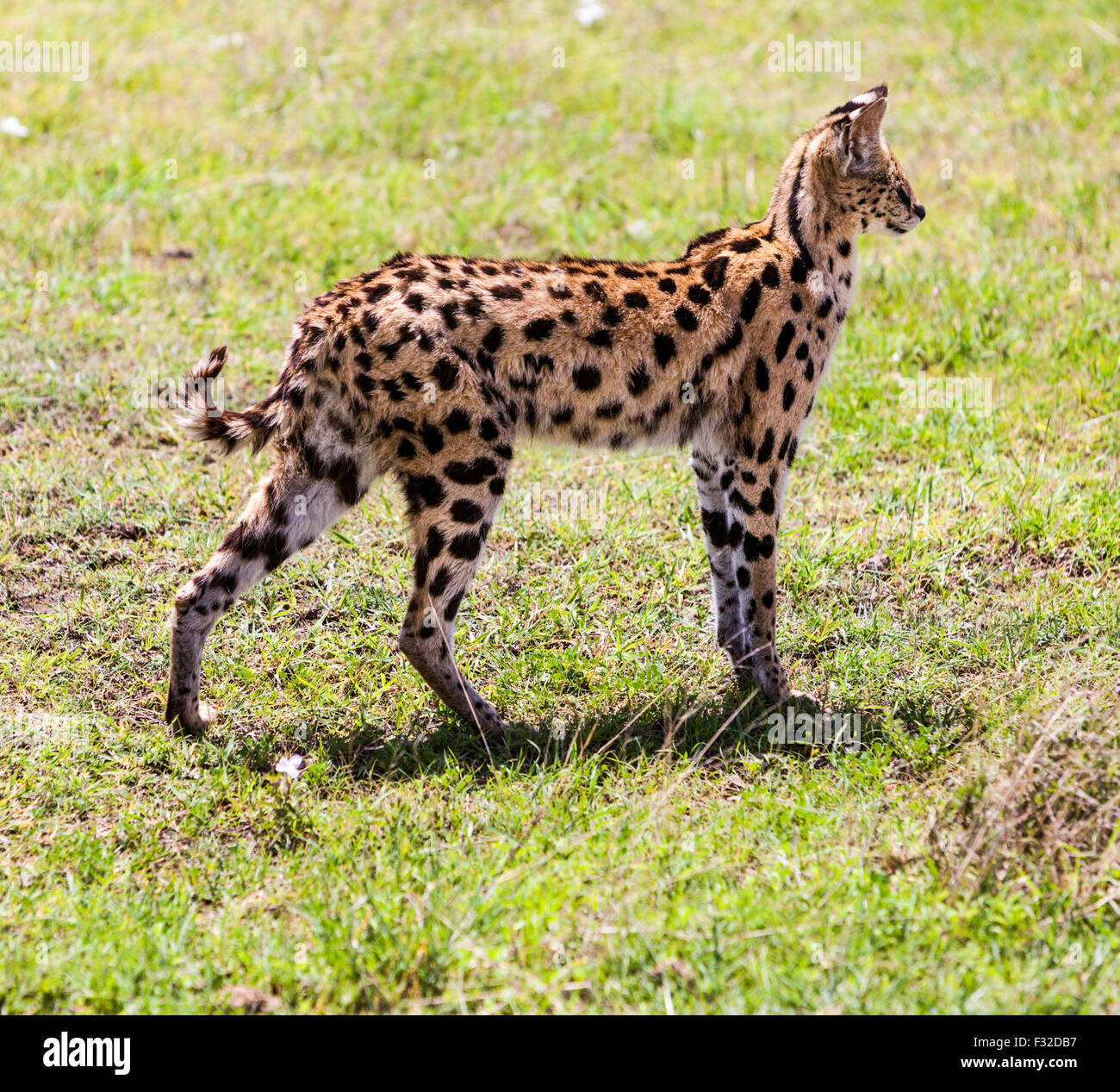 African Serval Cat Prey