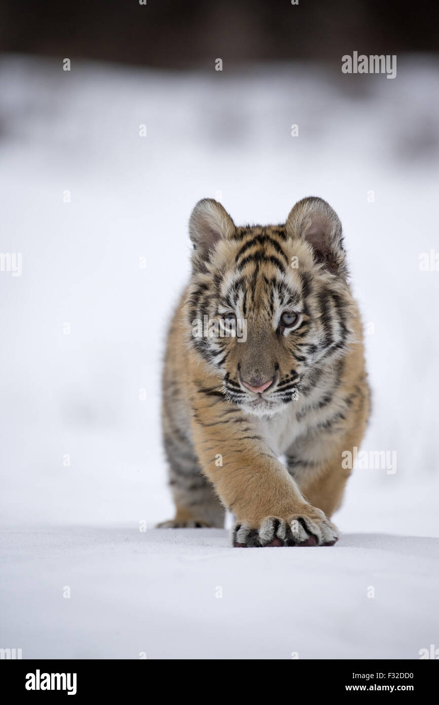 Siberian Tiger (Panthera tigris altaica) cub, walking on snow (captive Stock Photo - Alamy