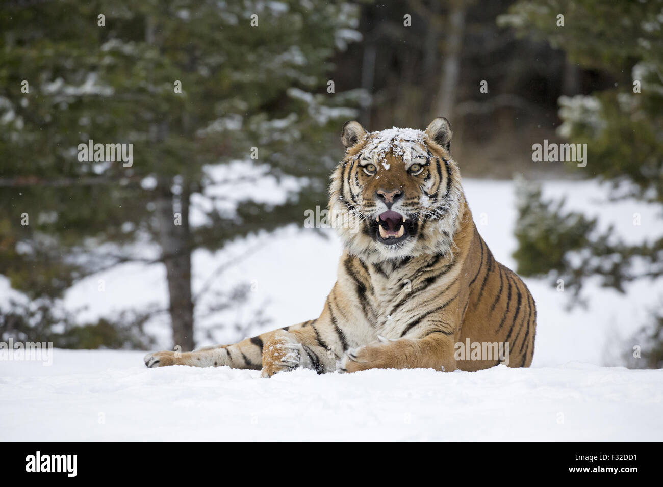 Siberian Tiger (Panthera tigris altaica) adult, with mouth open, resting on snow (captive Stock ...