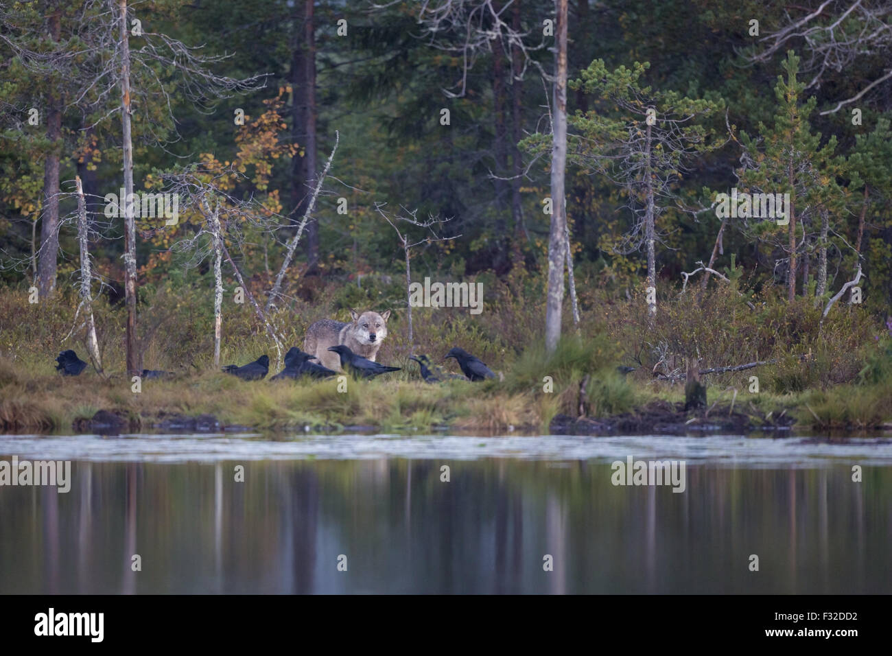 European Wolf (Canis lupus lupus) adult, with Common Raven (Corvus ...
