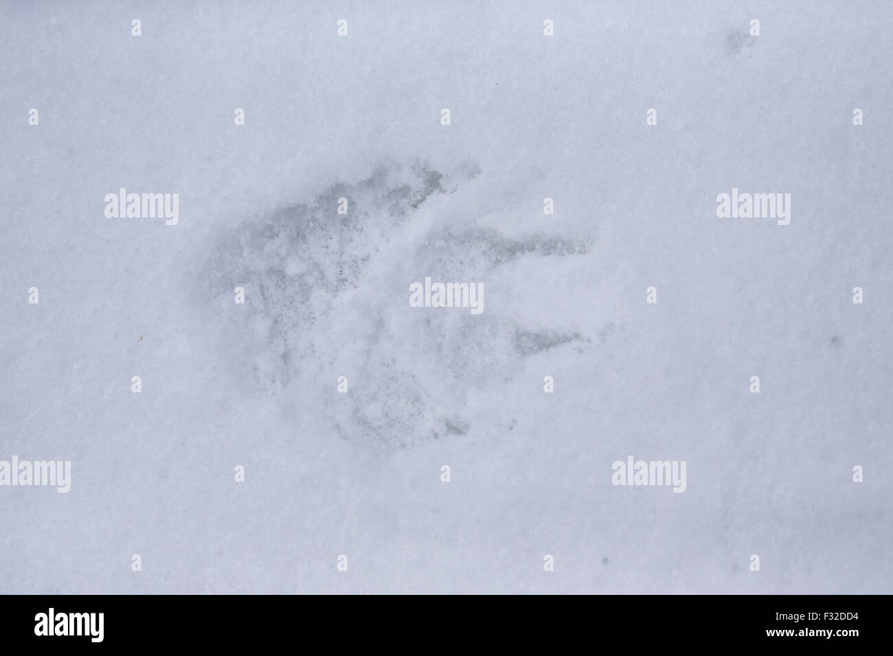 Grey Wolf (Canis lupus) footprint on snow, Montana, U.S.A., February ...