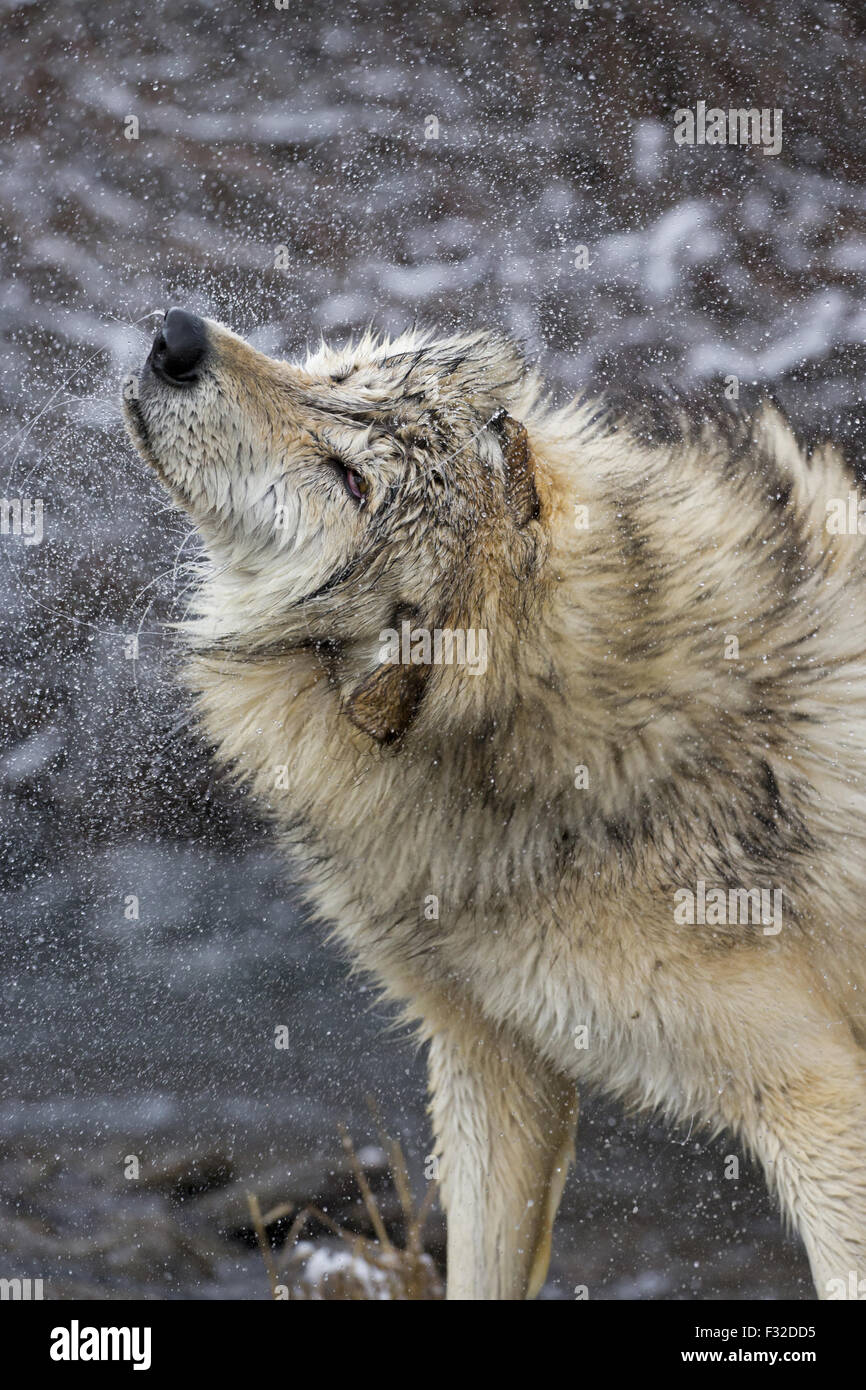 Grey Wolf (Canis lupus) adult, shaking water from head, Montana, U.S.A ...
