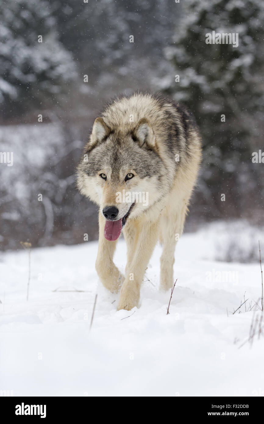 Grey Wolf (Canis lupus) adult, panting, walking on snow, Montana, U.S.A ...