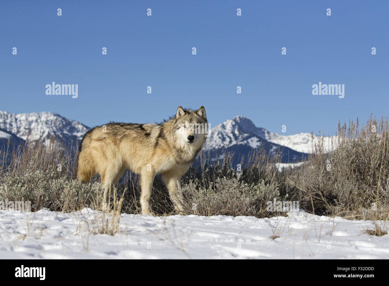 Wolves (canis lupus) captive hi-res stock photography and images - Alamy