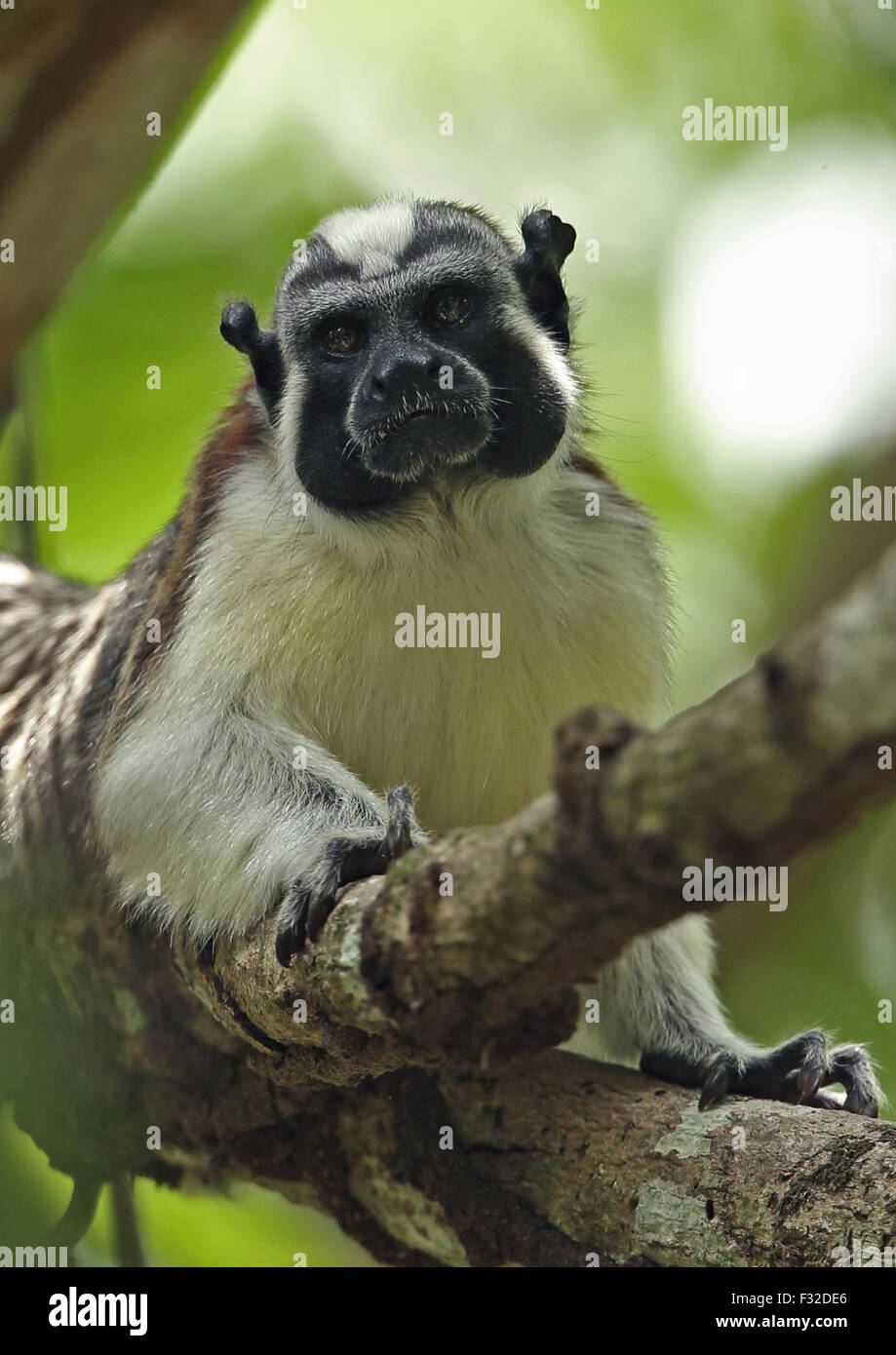 Geoffroy's Tamarin (Saguinus geoffroyi) adult, resting on branch ...