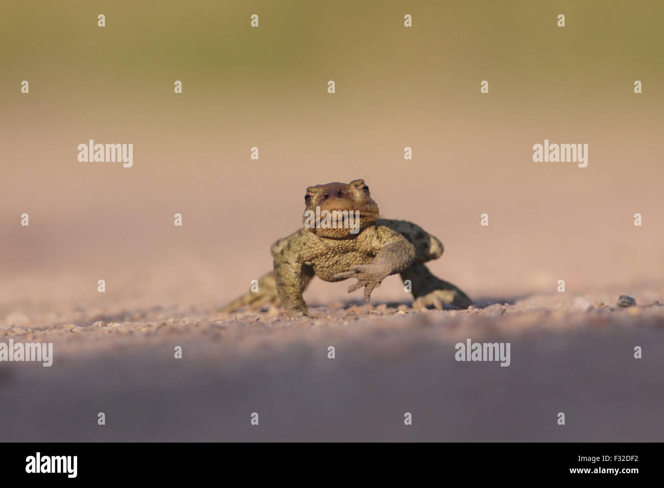 Walking common toads hi-res stock photography and images - Alamy