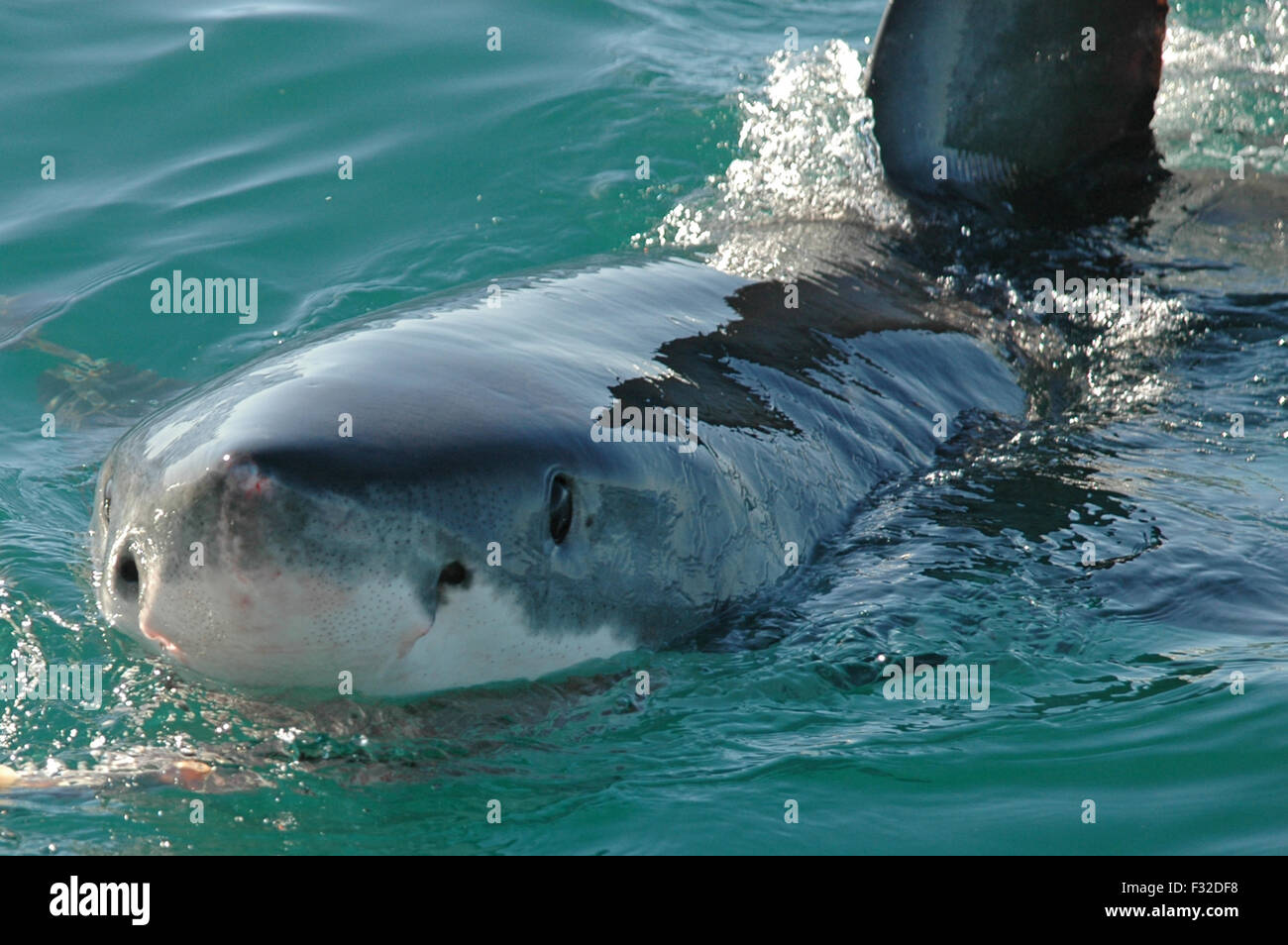 South african great white sharks hi-res stock photography and images ...