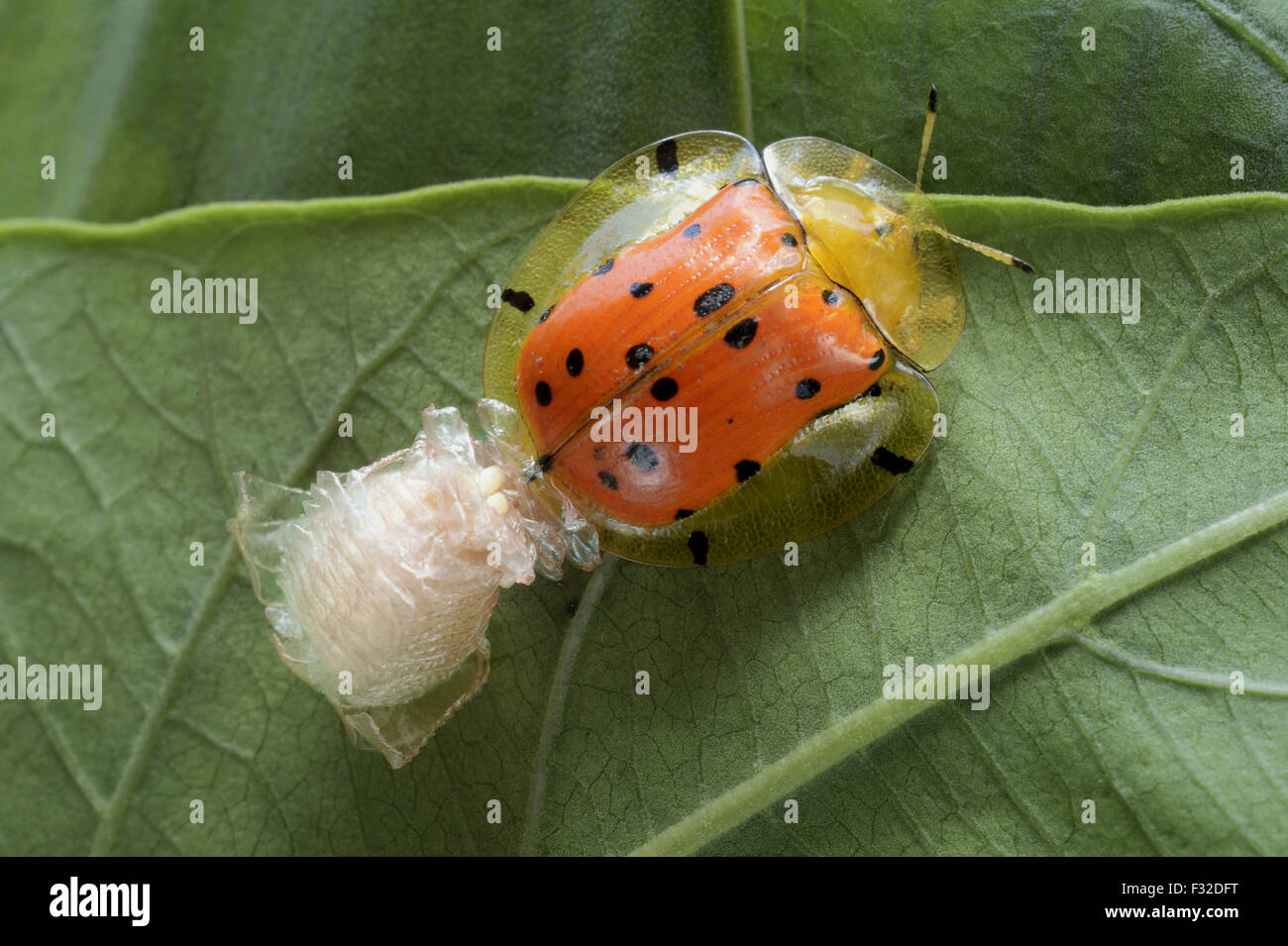 Tortoise beetle laying egg hi-res stock photography and images - Alamy