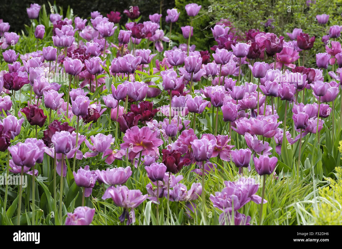 Blue diamond tulips hi-res stock photography and images - Alamy