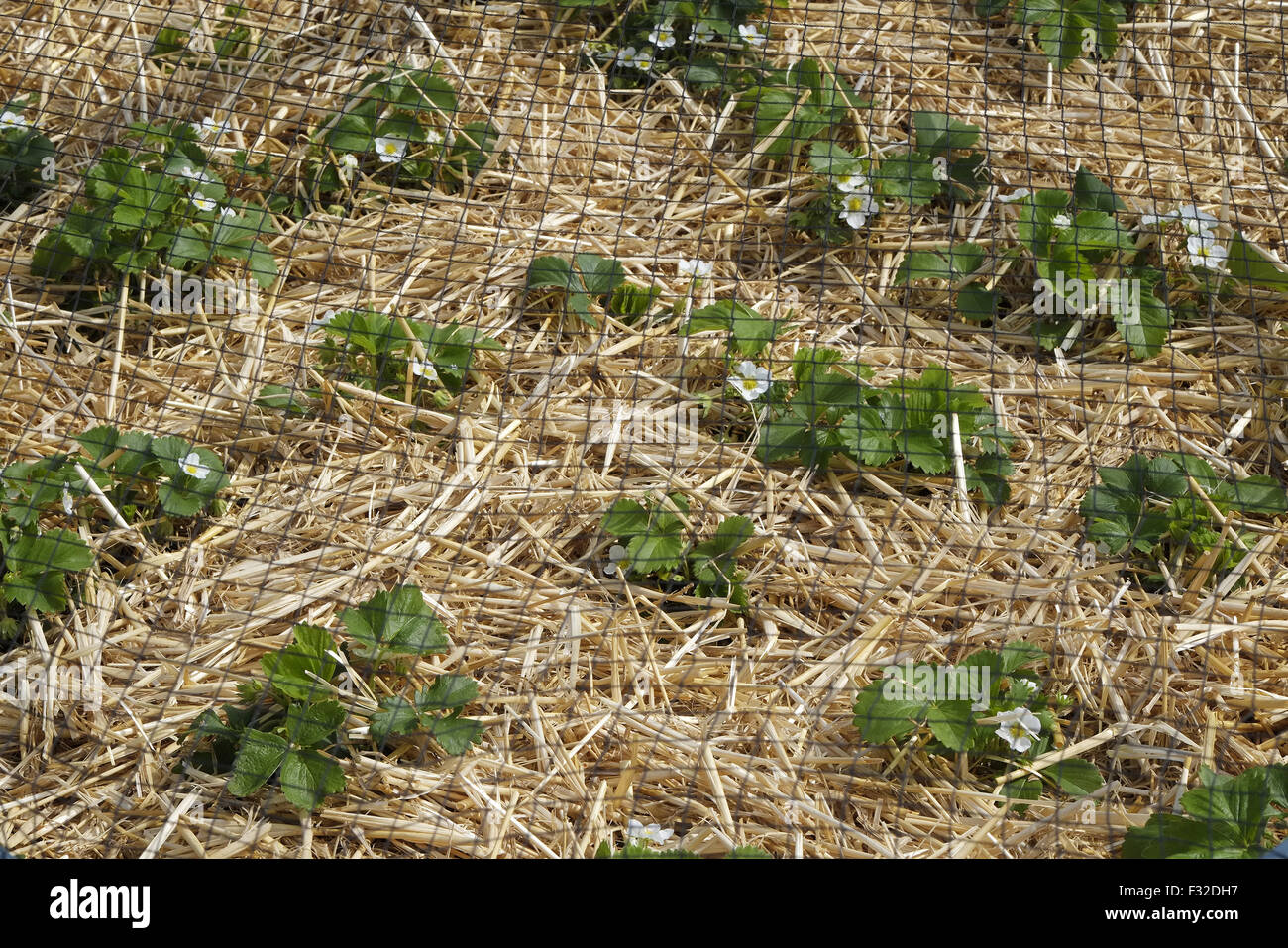 Strawberries Fragaria Sp High Resolution Stock Photography and Images ...