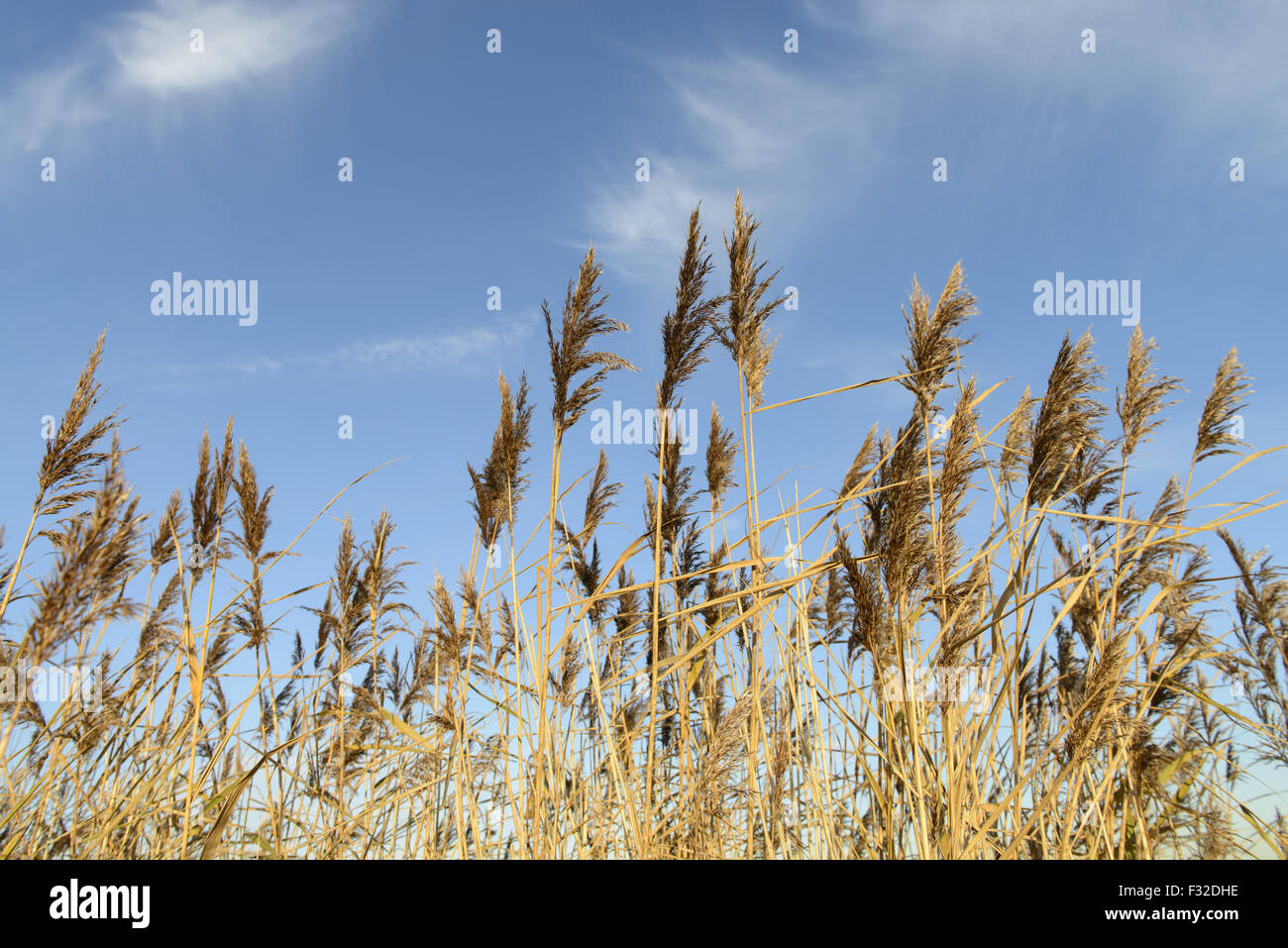 Common Reed (Phragmites australis) reedbed, Otmoor RSPB Reserve ...