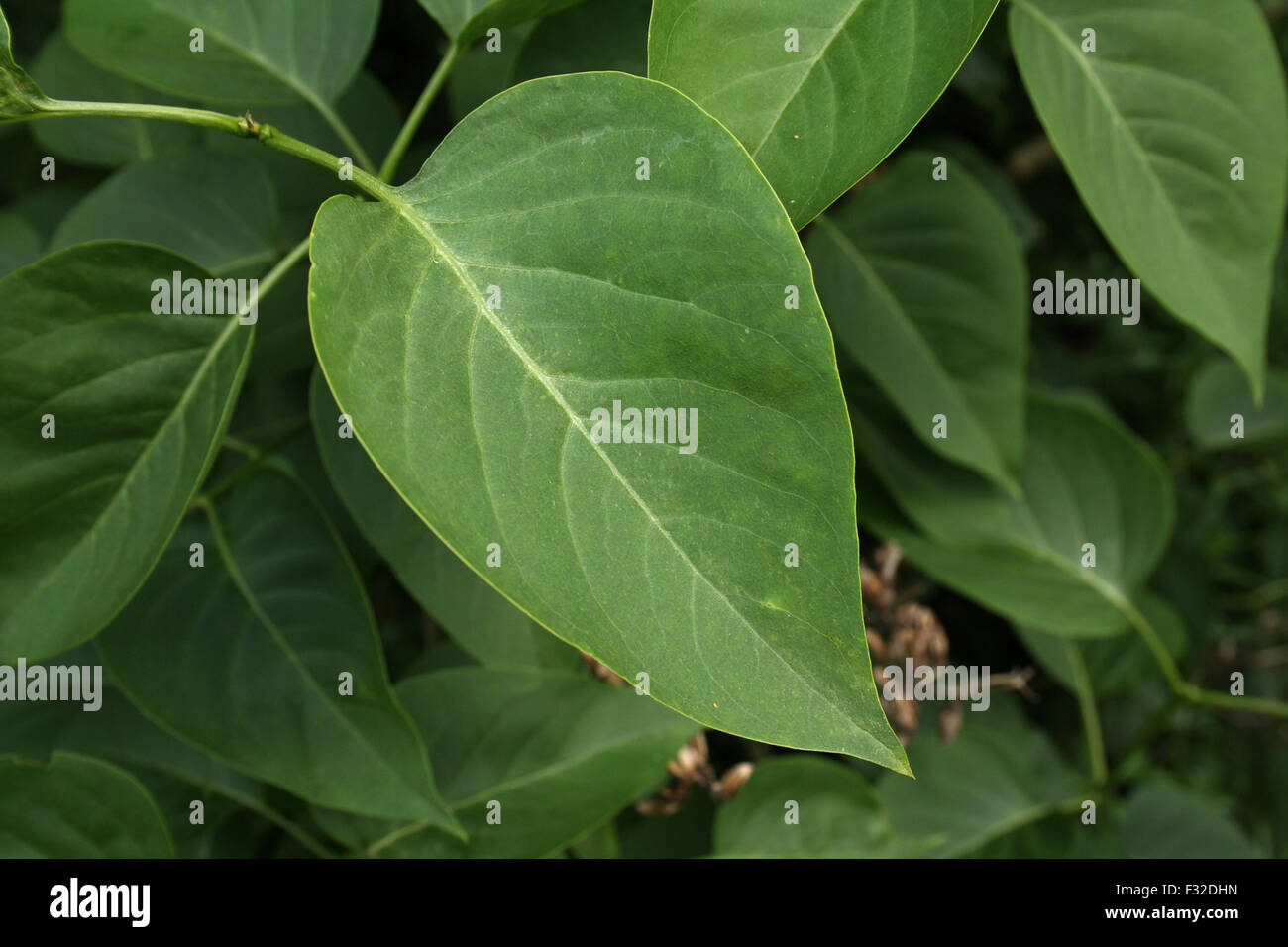 Common Lilac (Syringa vulgaris) close-up of leaf, growing in garden ...