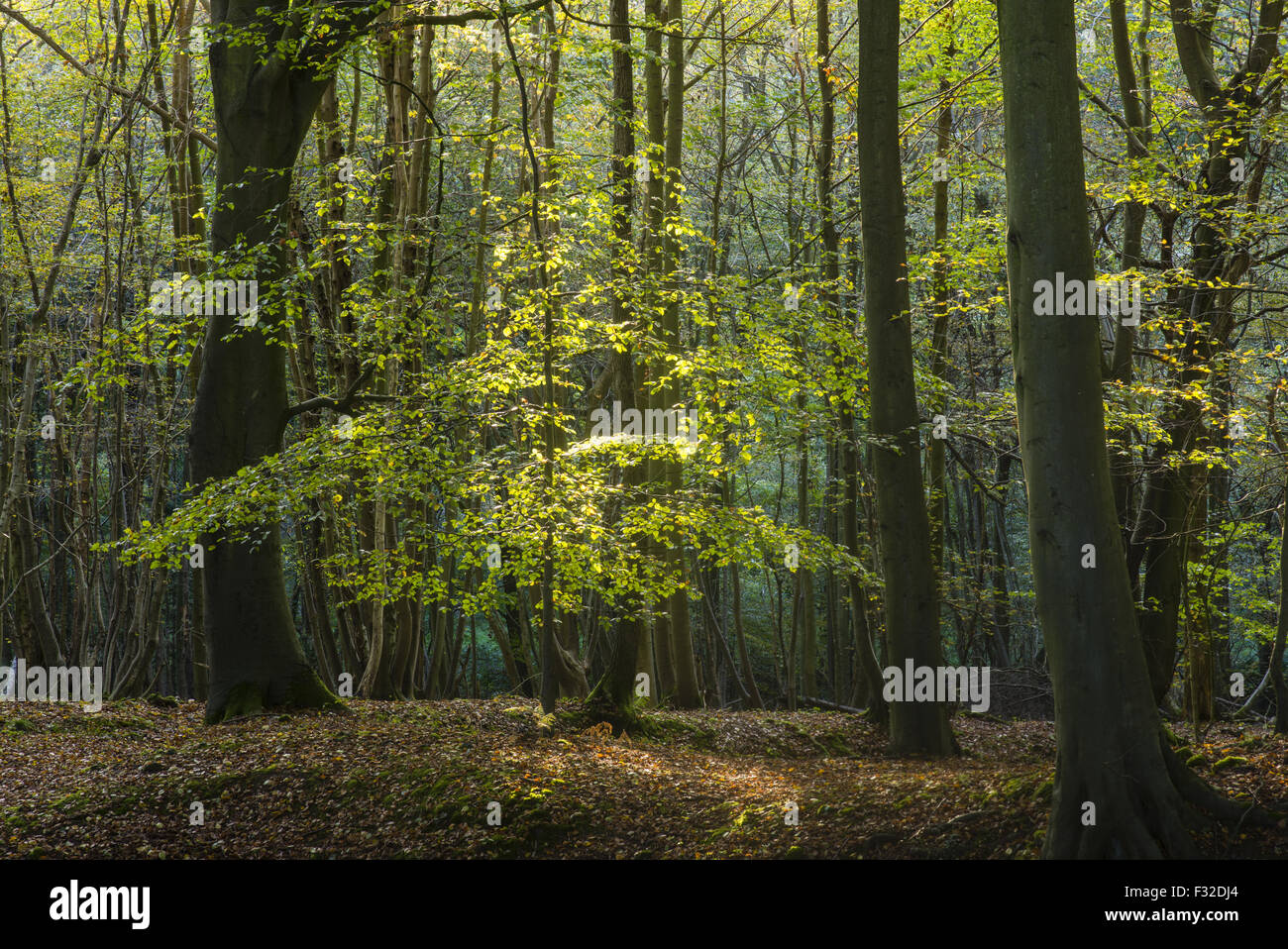 Common Beech (Fagus sylvatica) forest habitat, King's Wood, Challock ...
